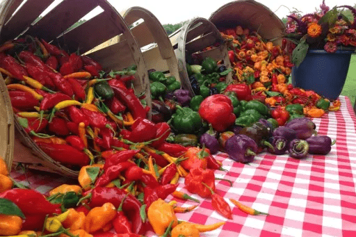 A Look into Running the Big Red Farm – The VILLEage Green